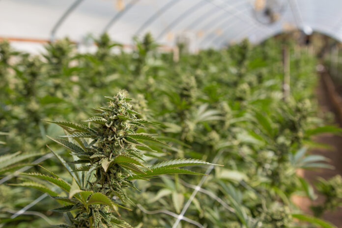 Four Years Into Legalization, it’s Time to Reimagine Ontario’s Cannabis ...
