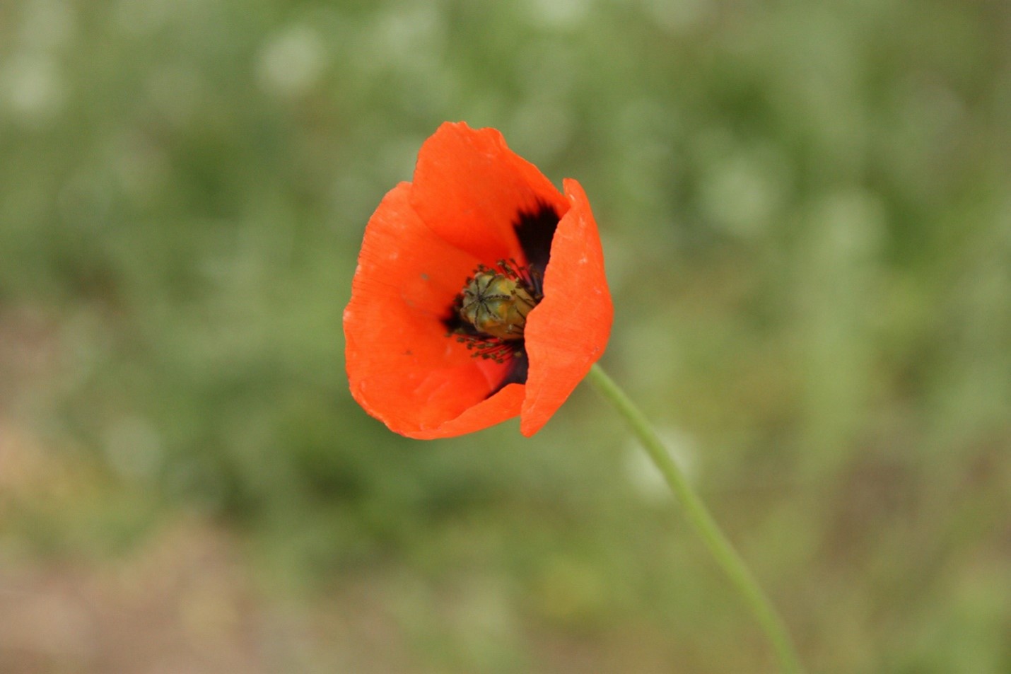 Canadian Chestnut Poppy Flower - The Canada Times